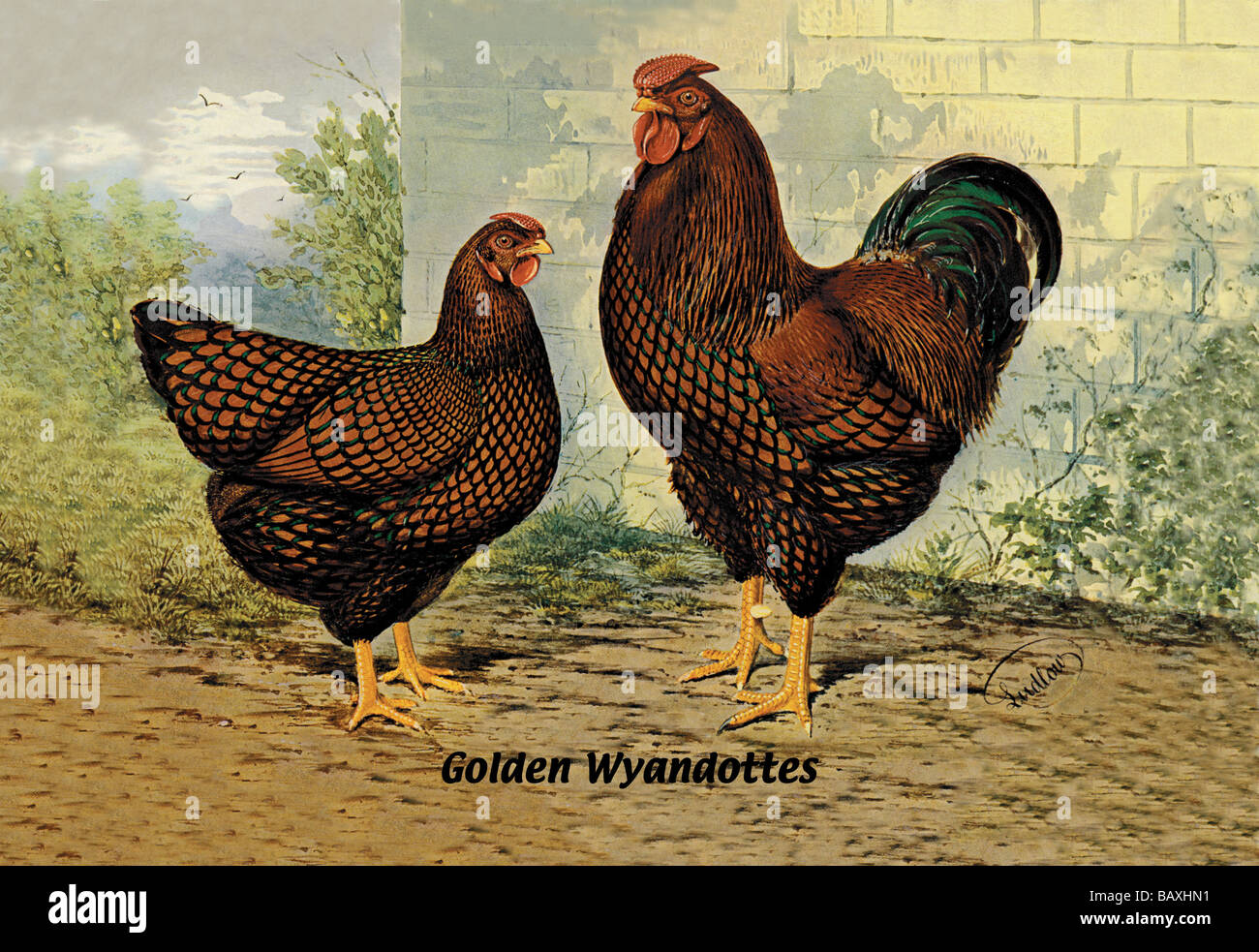 Wyandottes hi-res stock photography and images - Alamy