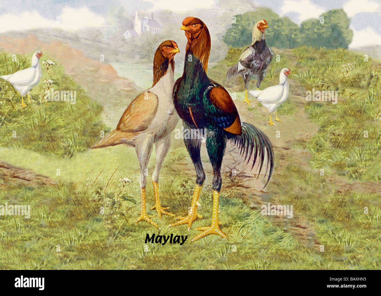 Malay chickens hi-res stock photography and images - Alamy