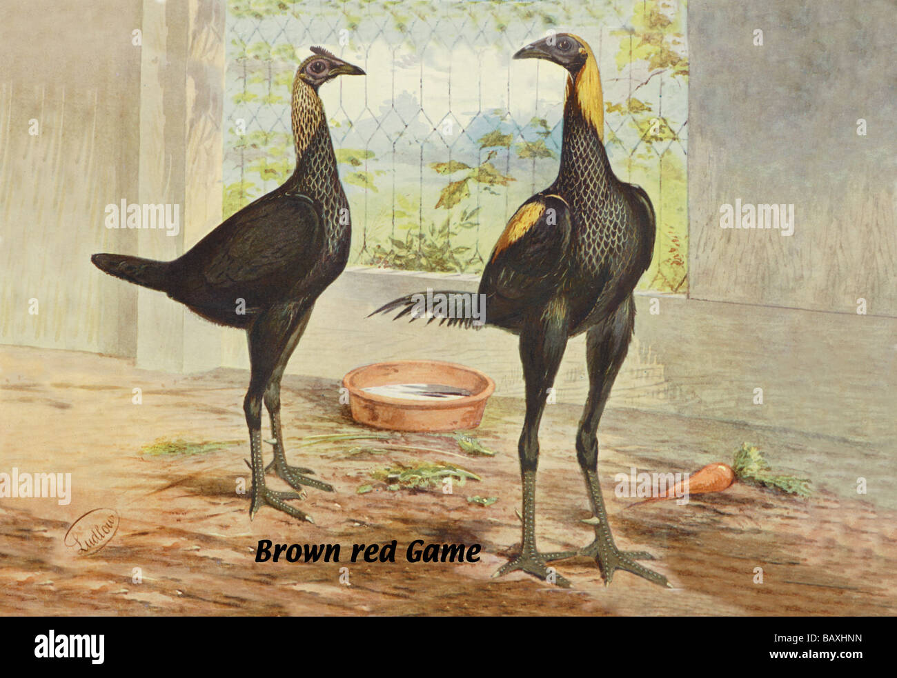 Brown Red Game Stock Photo - Alamy