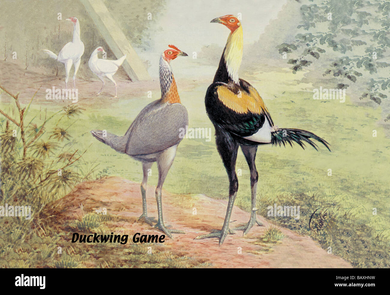 Duckwing Game (Chickens Stock Photo - Alamy