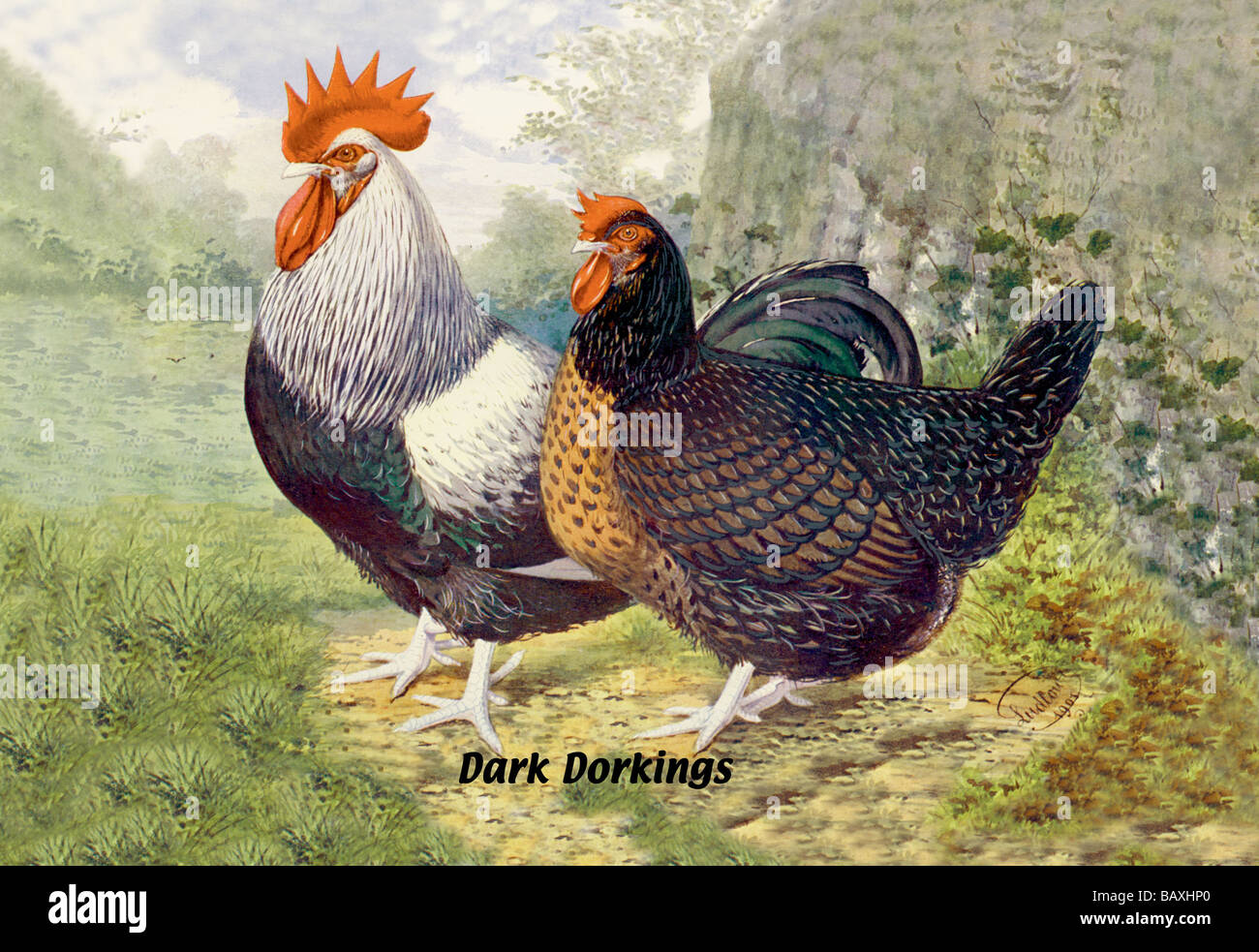 Dorkings hi-res stock photography and images - Alamy