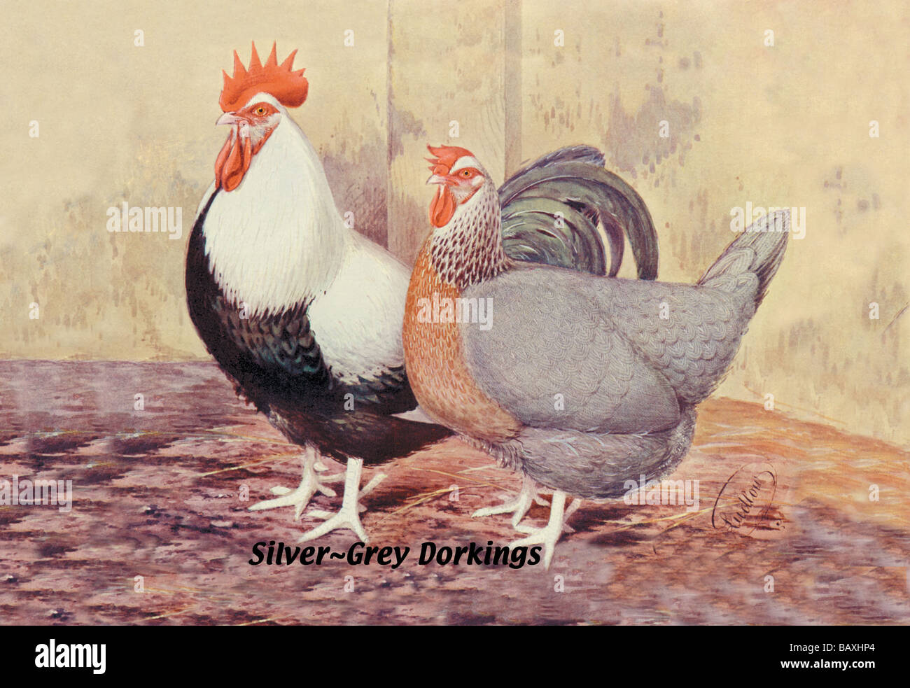 Dorkings hi-res stock photography and images - Alamy