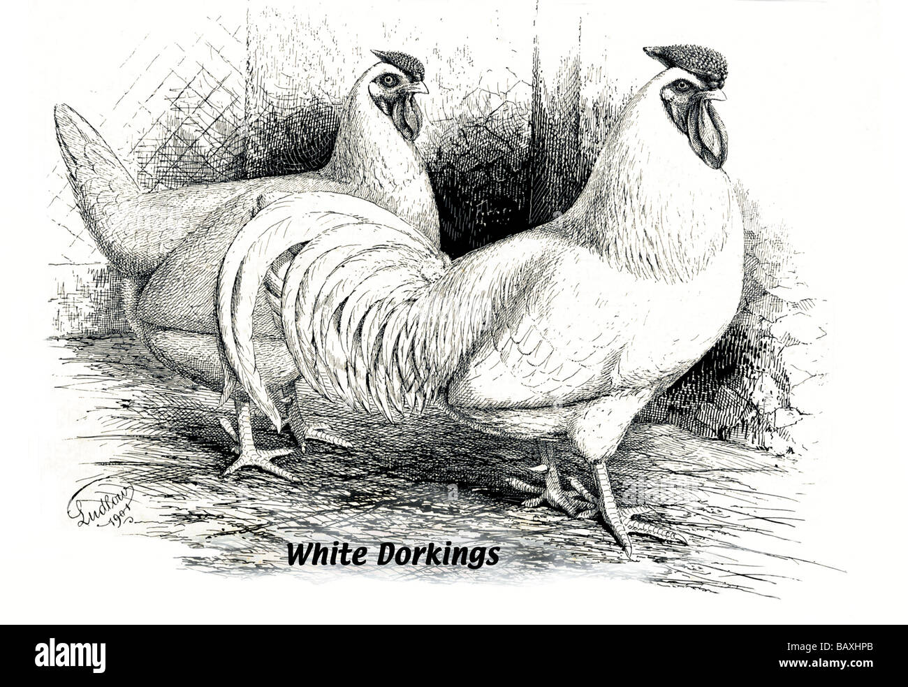 Dorkings hi-res stock photography and images - Alamy