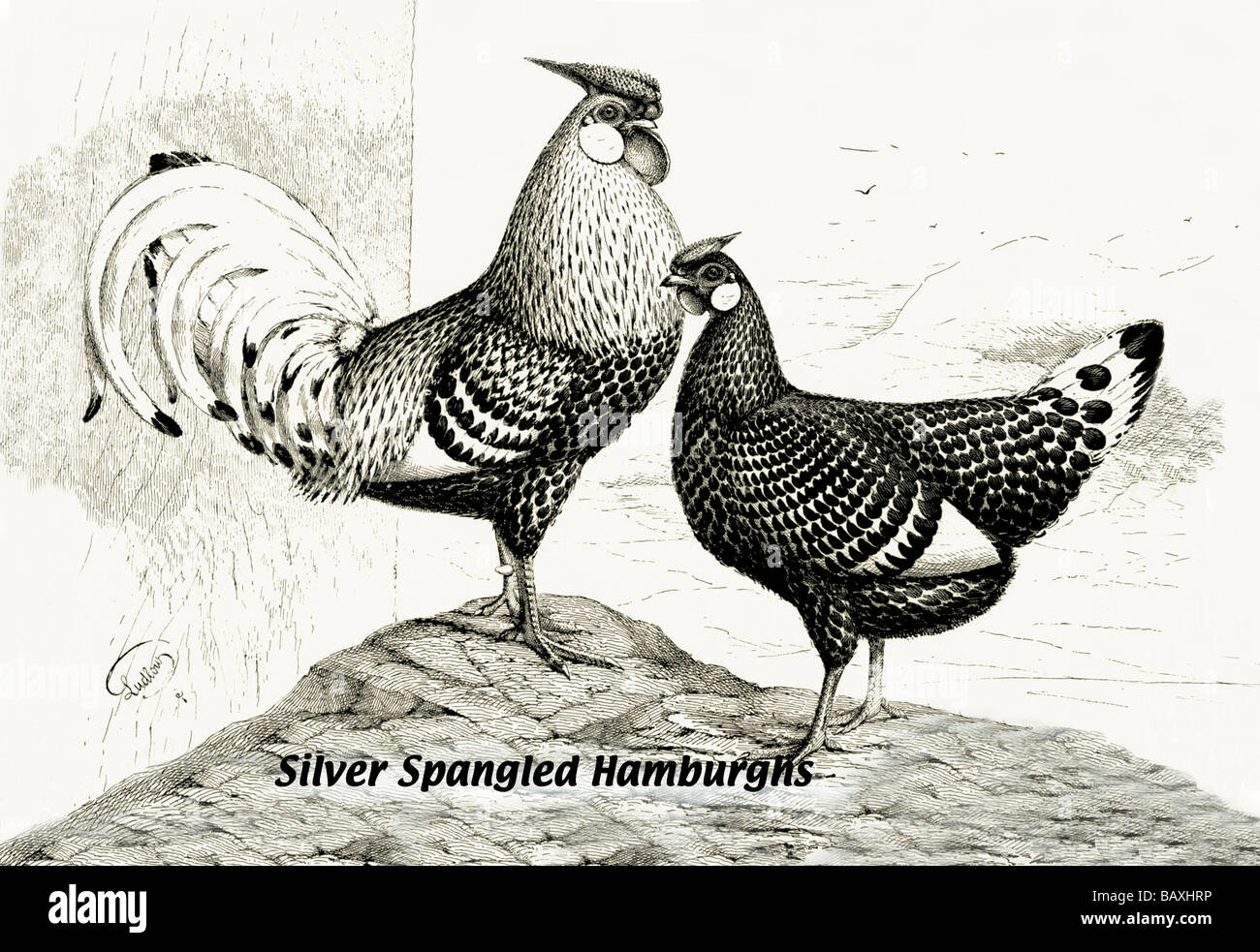 Silver spangled hi-res stock photography and images - Alamy