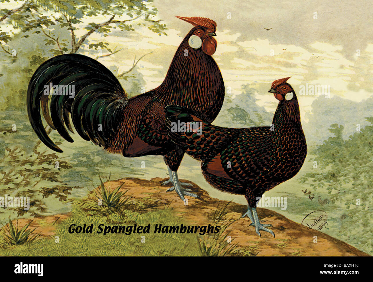 Gold spangled hi-res stock photography and images - Alamy