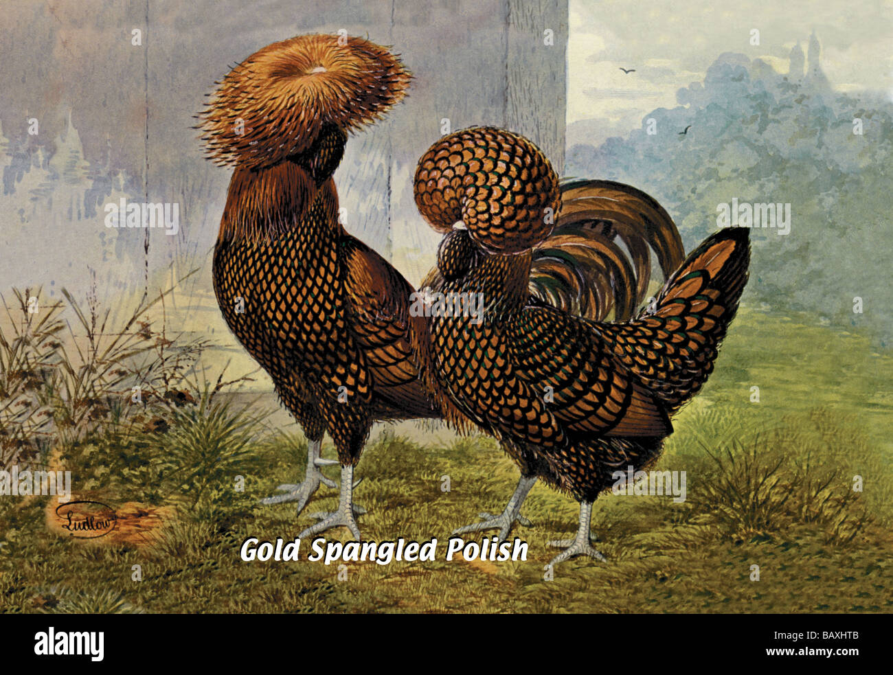 Gold Spangled Polish (Chickens Stock Photo - Alamy