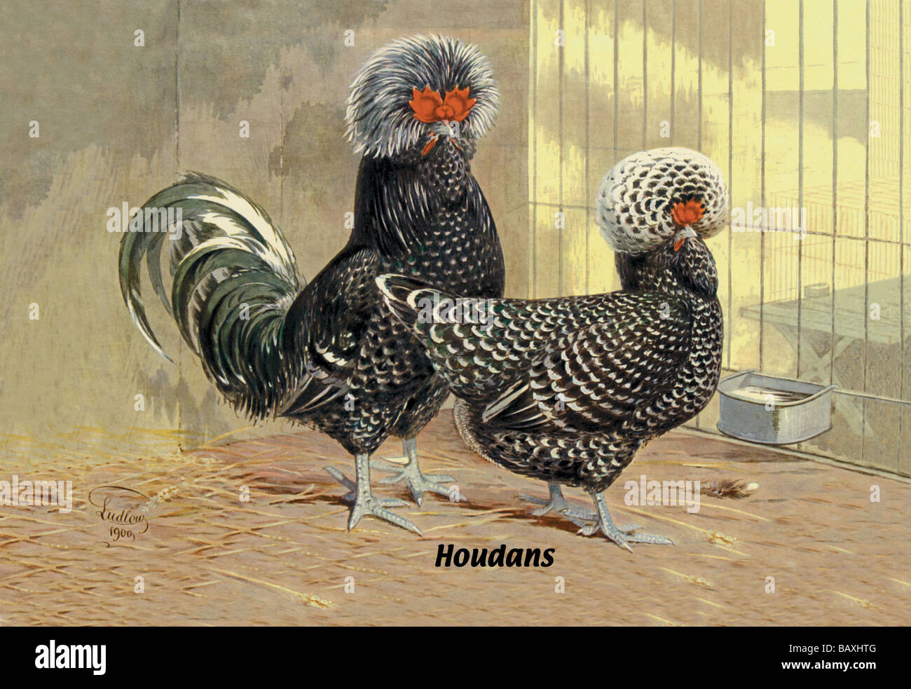 Houdans hi-res stock photography and images - Alamy