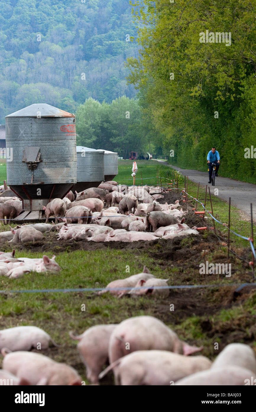A large group of pigs in a field at a high intensity organic pig farm ...