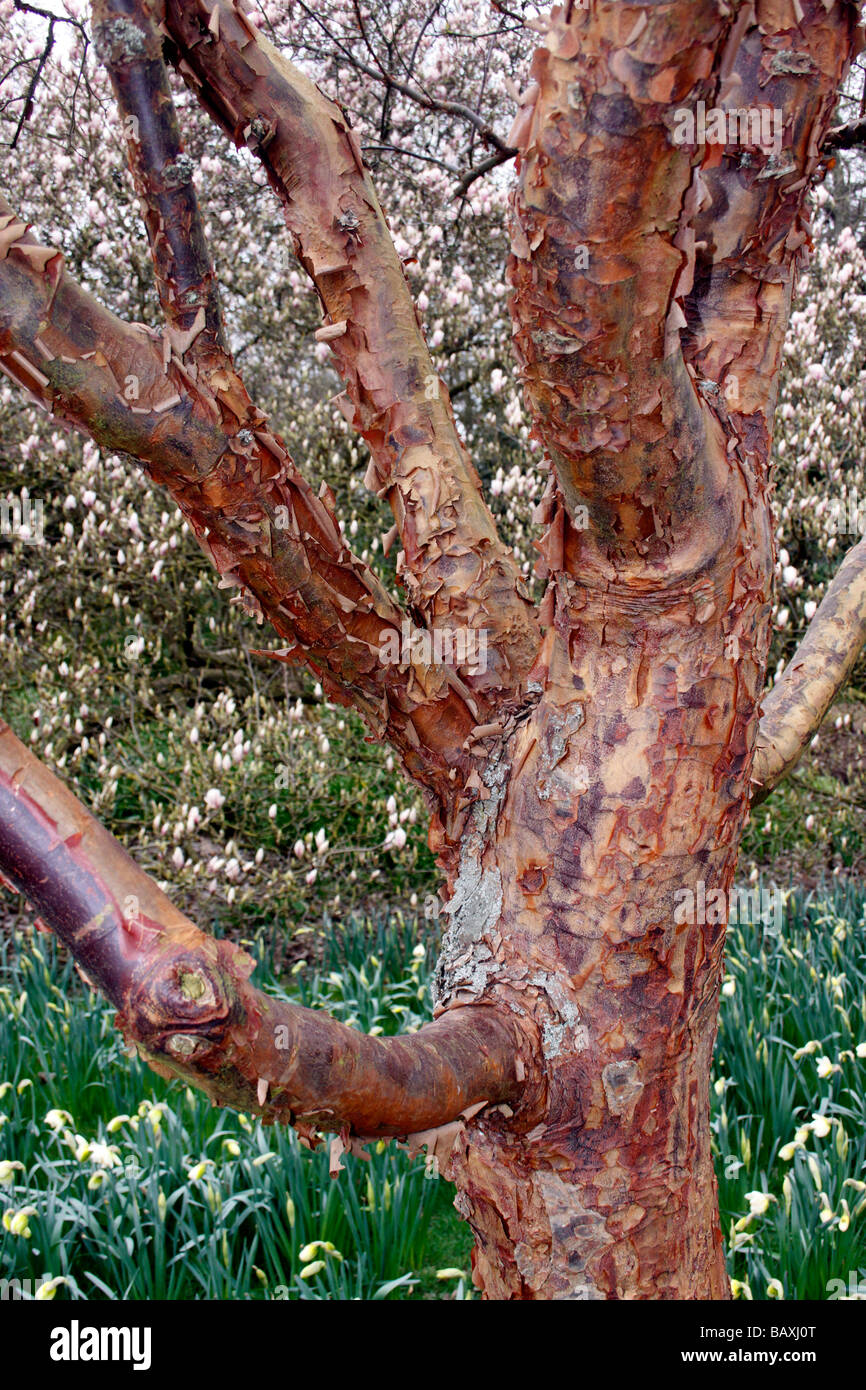 Acer griseum bark hi-res stock photography and images - Alamy