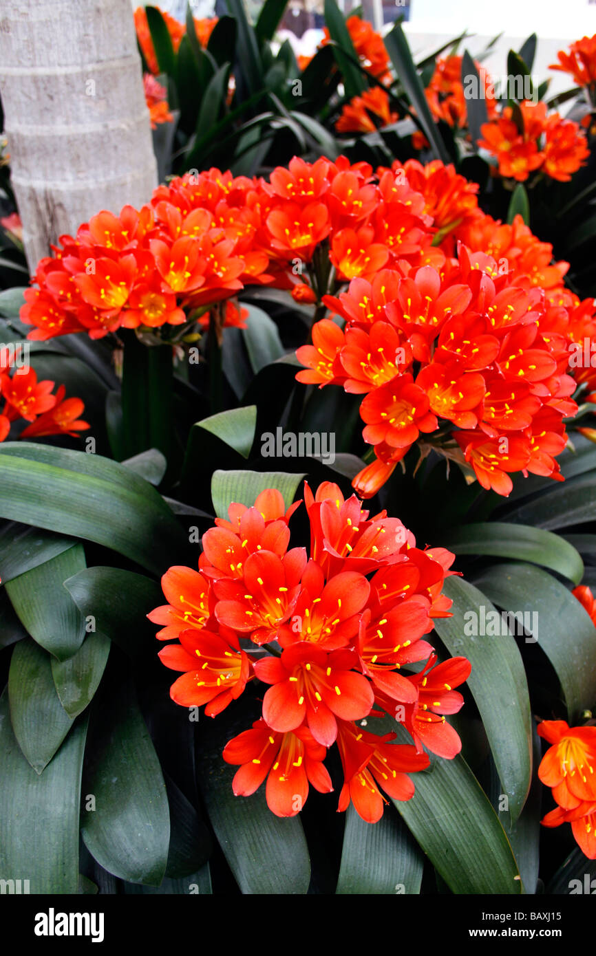 Plants flowers orange clivia miniata hi-res stock photography and ...