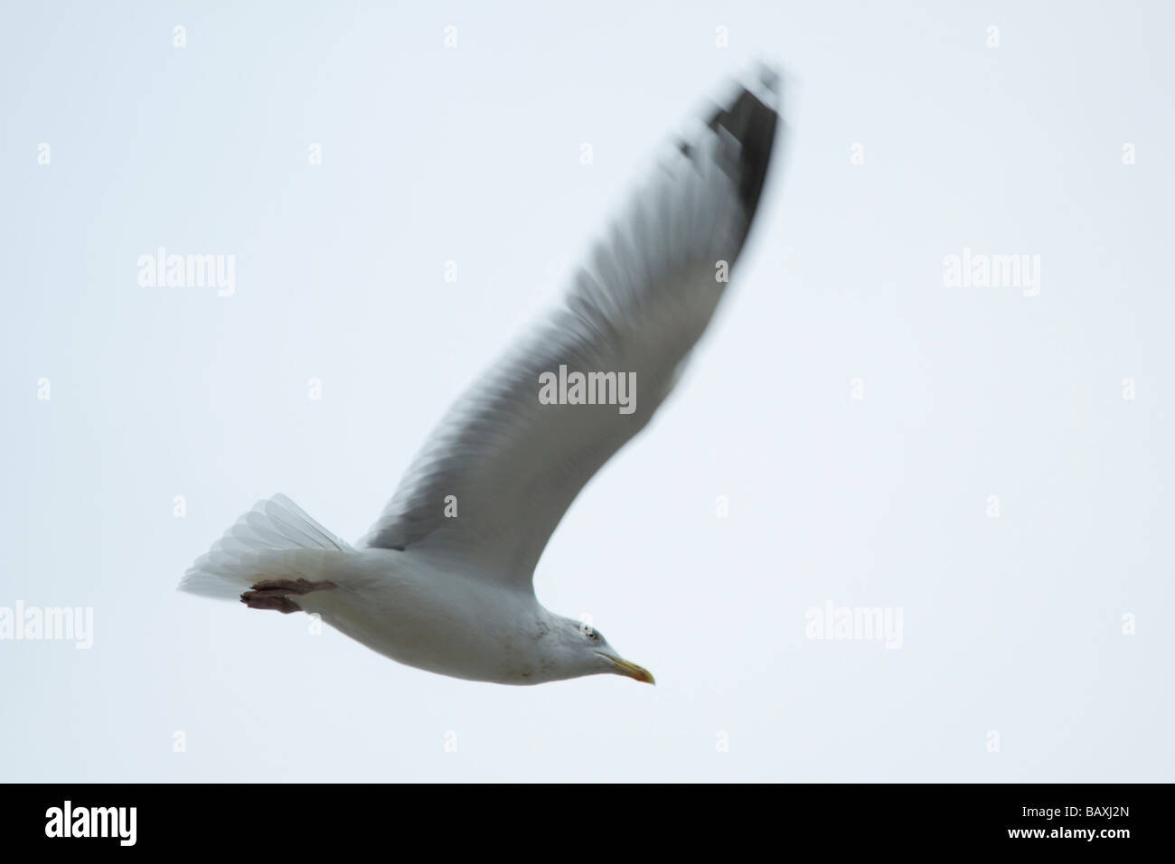 Seagull flying through air with wings extended Stock Photo - Alamy