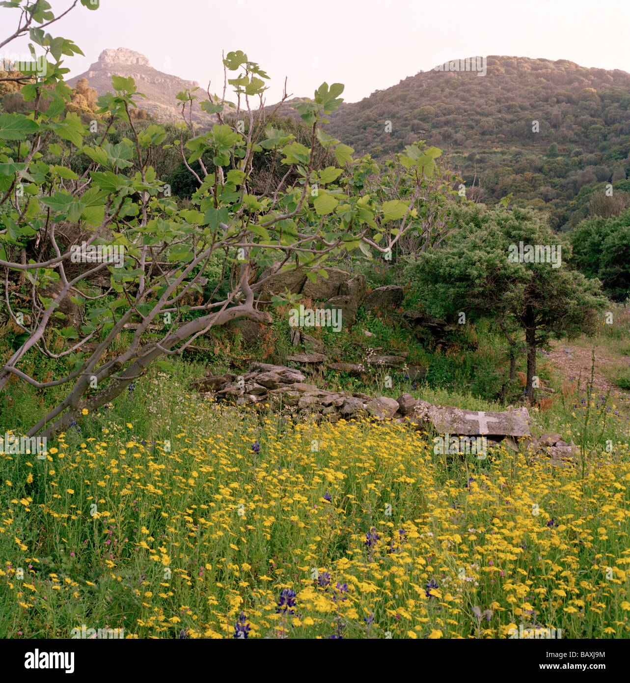 Vegetation green greece hi-res stock photography and images - Alamy