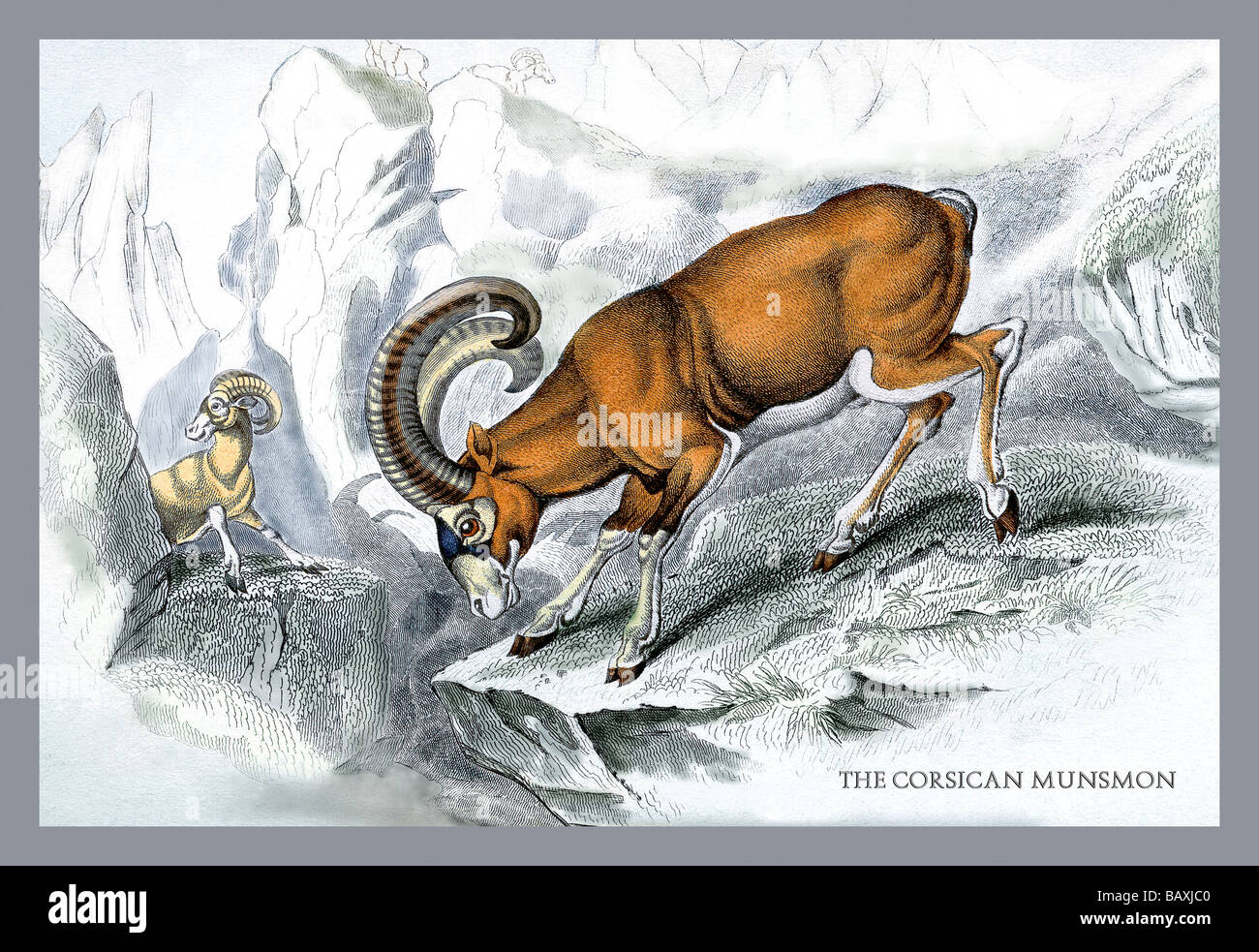 The Corsican Musmon Stock Photo - Alamy