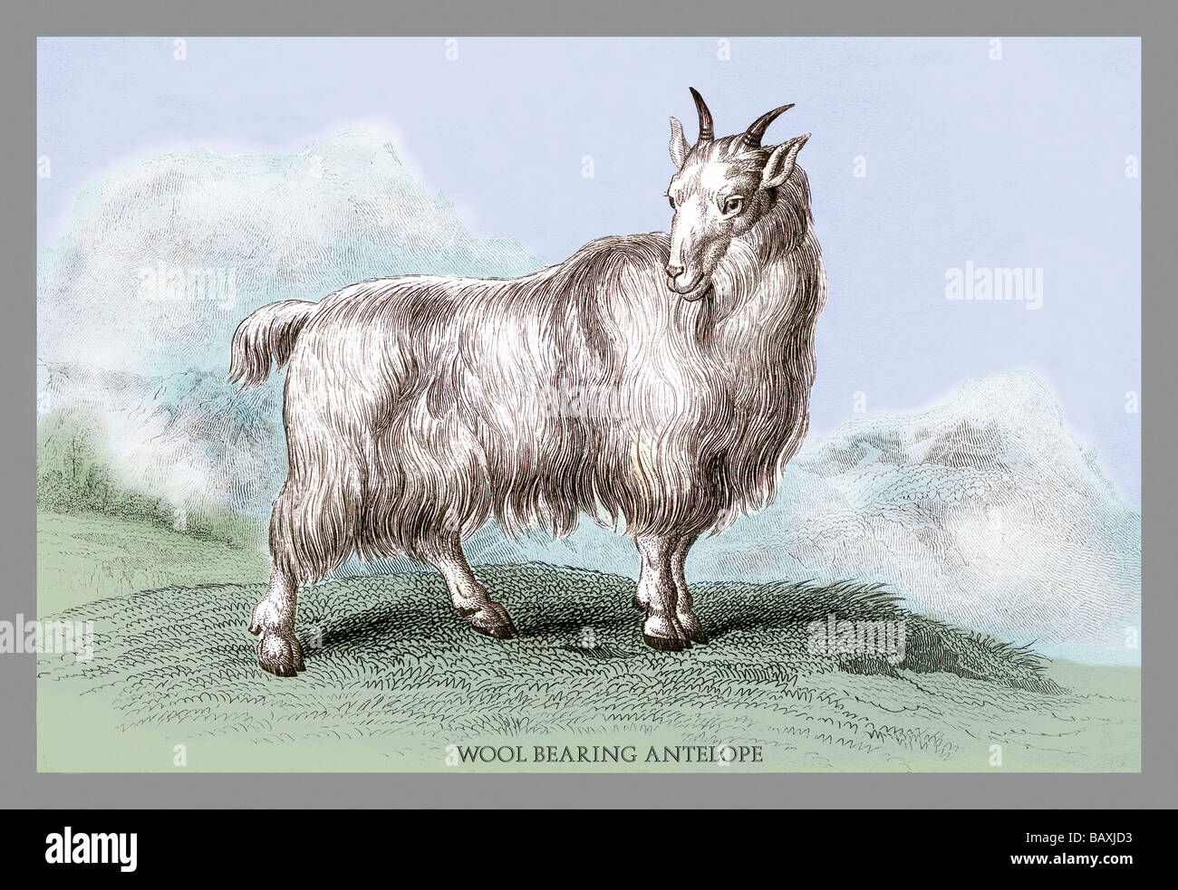 The Wool-Bearing Antelope Stock Photo - Alamy