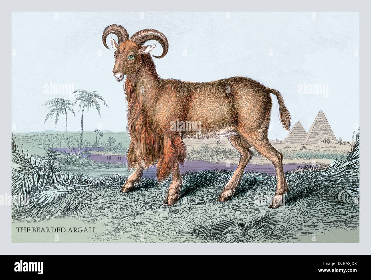 The Bearded Argali Stock Photo - Alamy