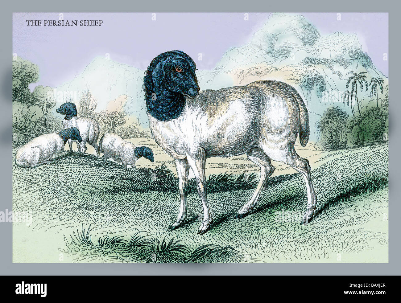 The Persian Sheep Stock Photo - Alamy