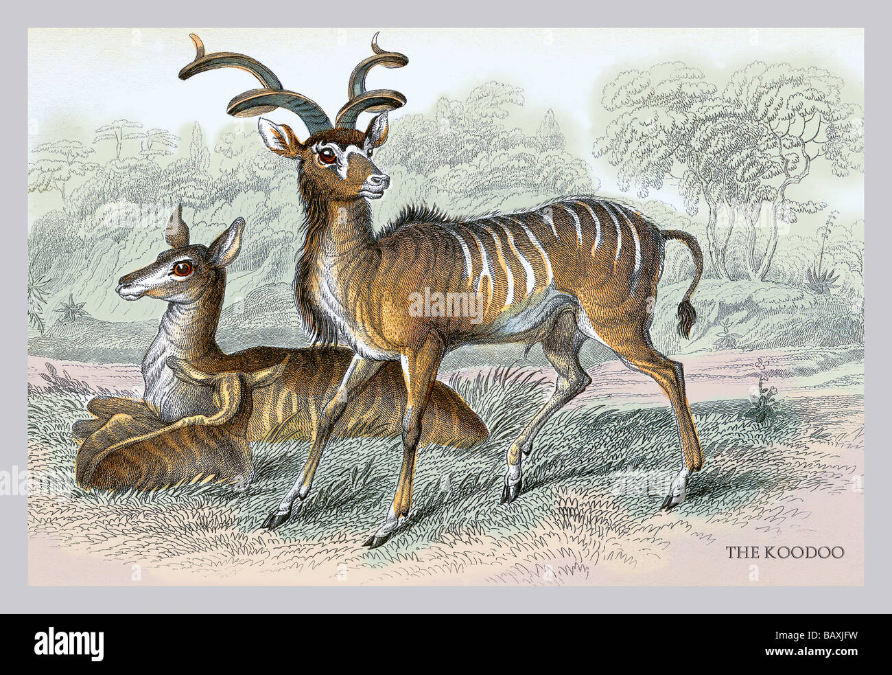 Koodoo hi-res stock photography and images - Alamy