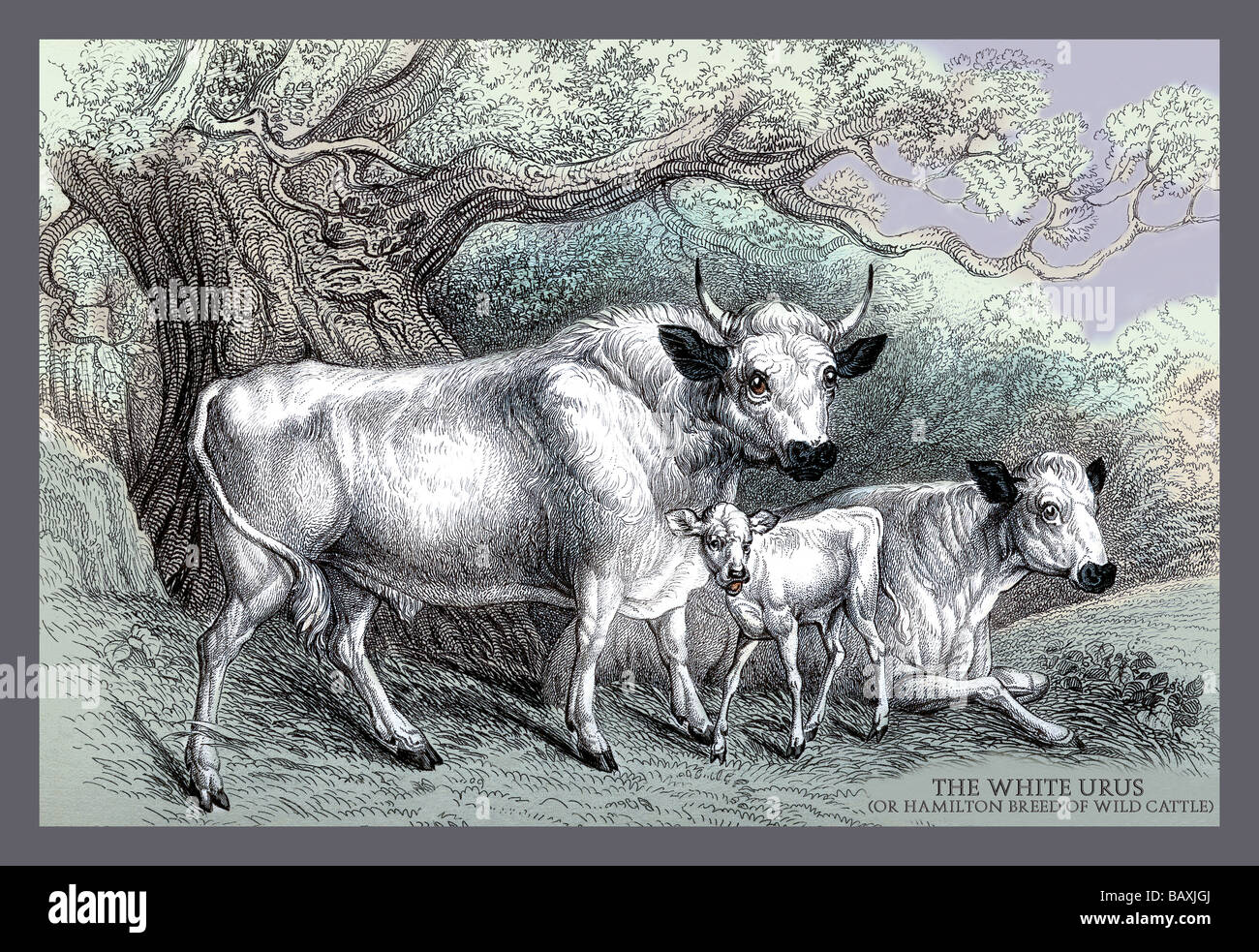 The White Urus Stock Photo - Alamy