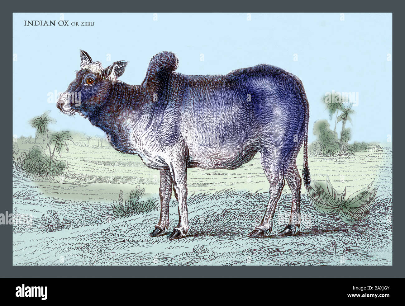Indian Ox,or Zebu Stock Photo - Alamy