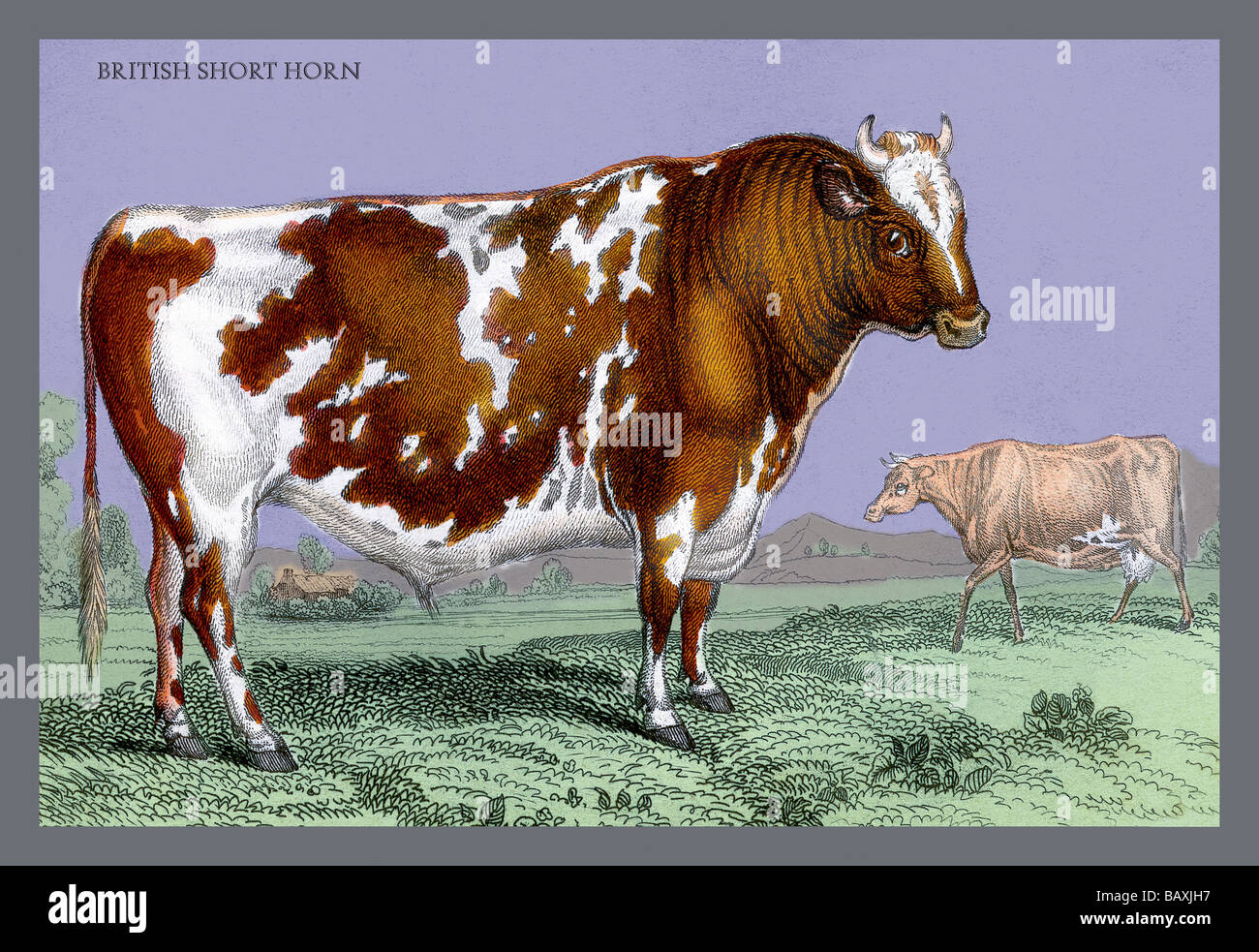 British Short Horn Stock Photo - Alamy