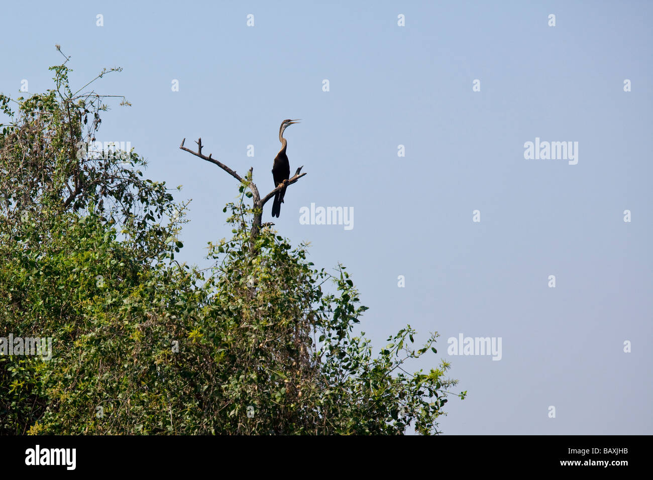 Anhinga or Snake Bird in Keoladeo Bird Sanctuary in Bharatpur India ...