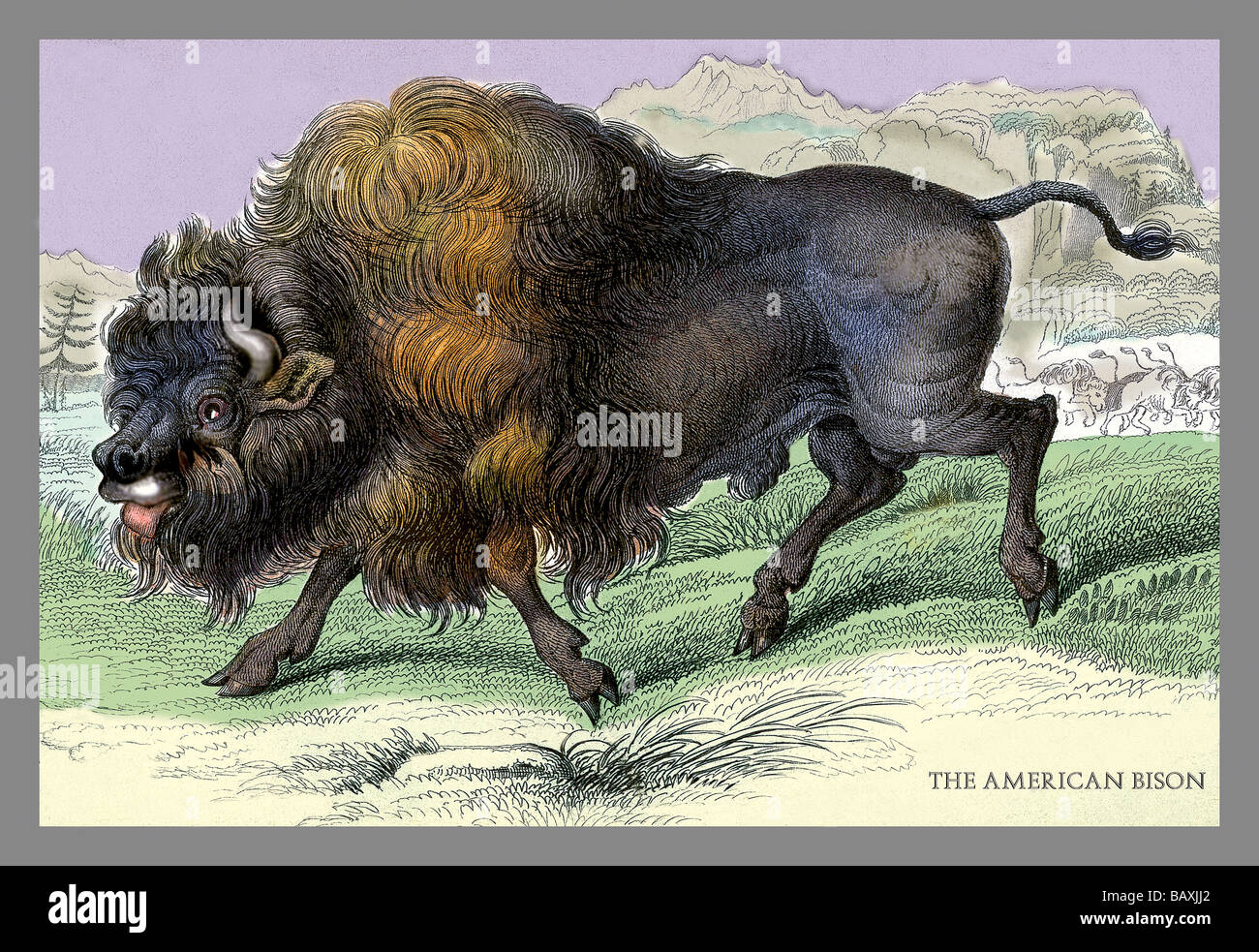 The American Bison Stock Photo - Alamy