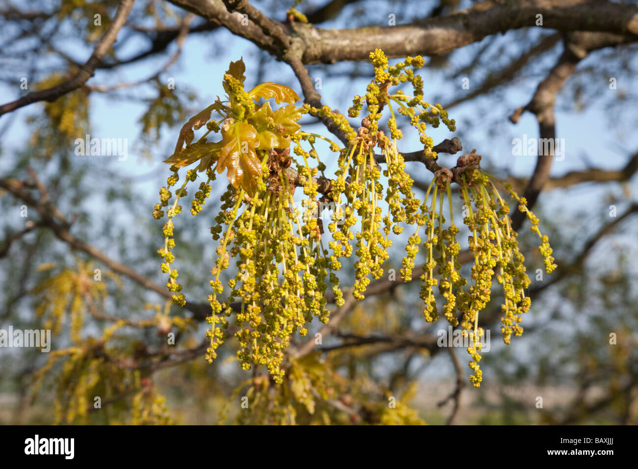 Oak Tree Flowers High Resolution Stock Photography and Images - Alamy