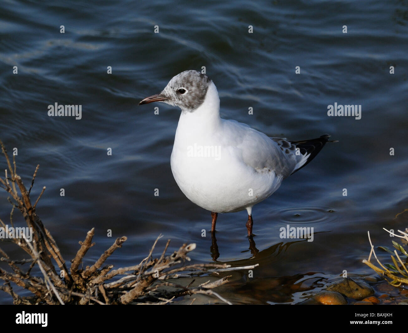 Black headed gull breeding moult hi-res stock photography and images ...
