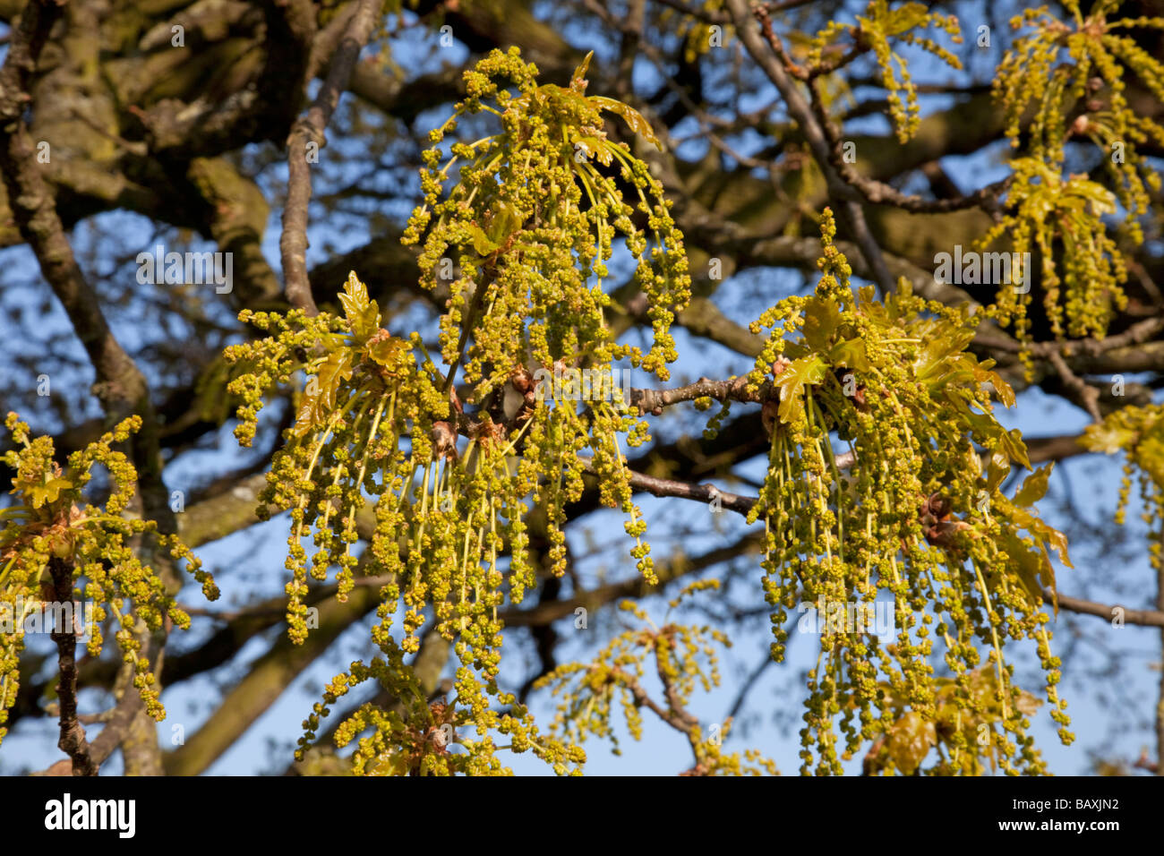 Close up of young flowers on oak tree Cotswolds UK Stock Photo - Alamy