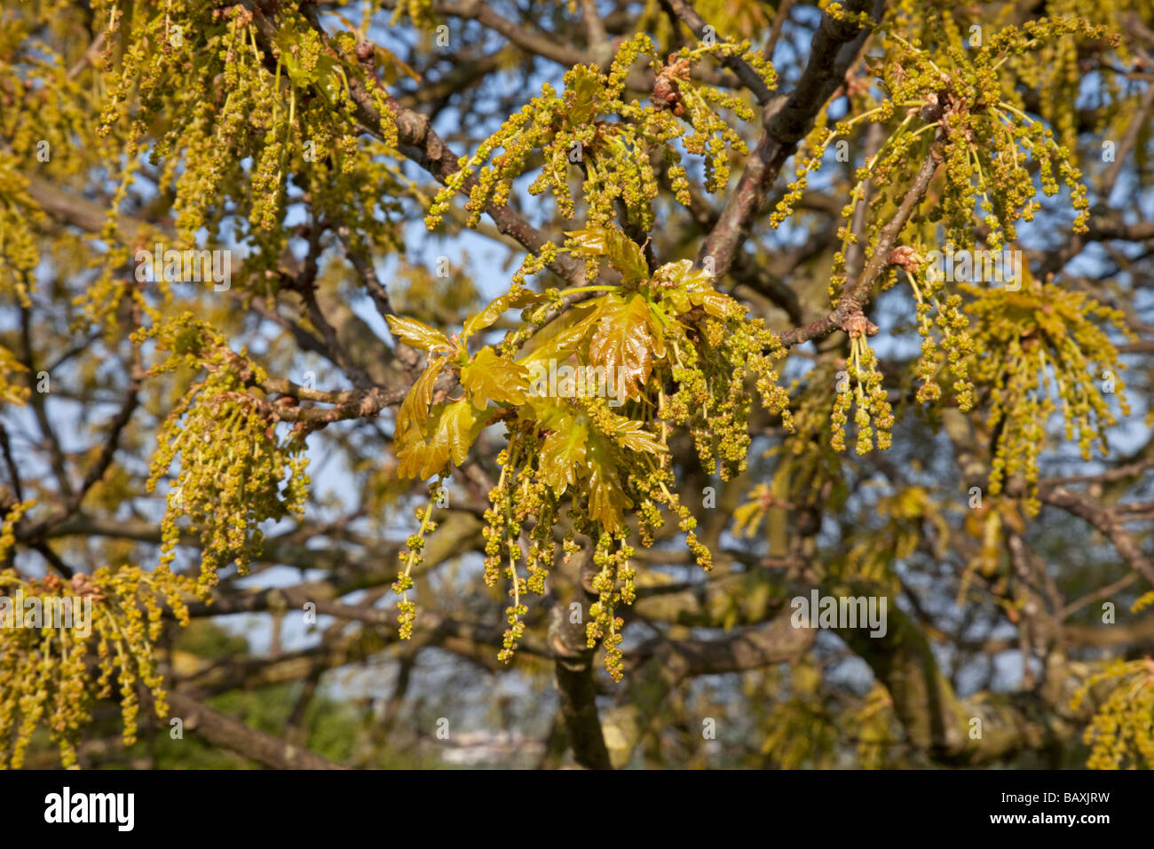Close up of young flowers on oak tree Cotswolds UK Stock Photo - Alamy