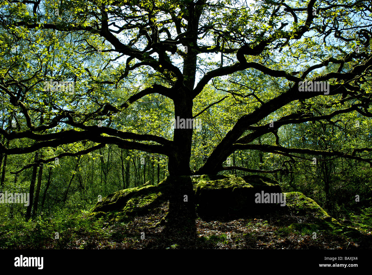 Tree growing out of a rock, Cumbria, england UK Stock Photo - Alamy