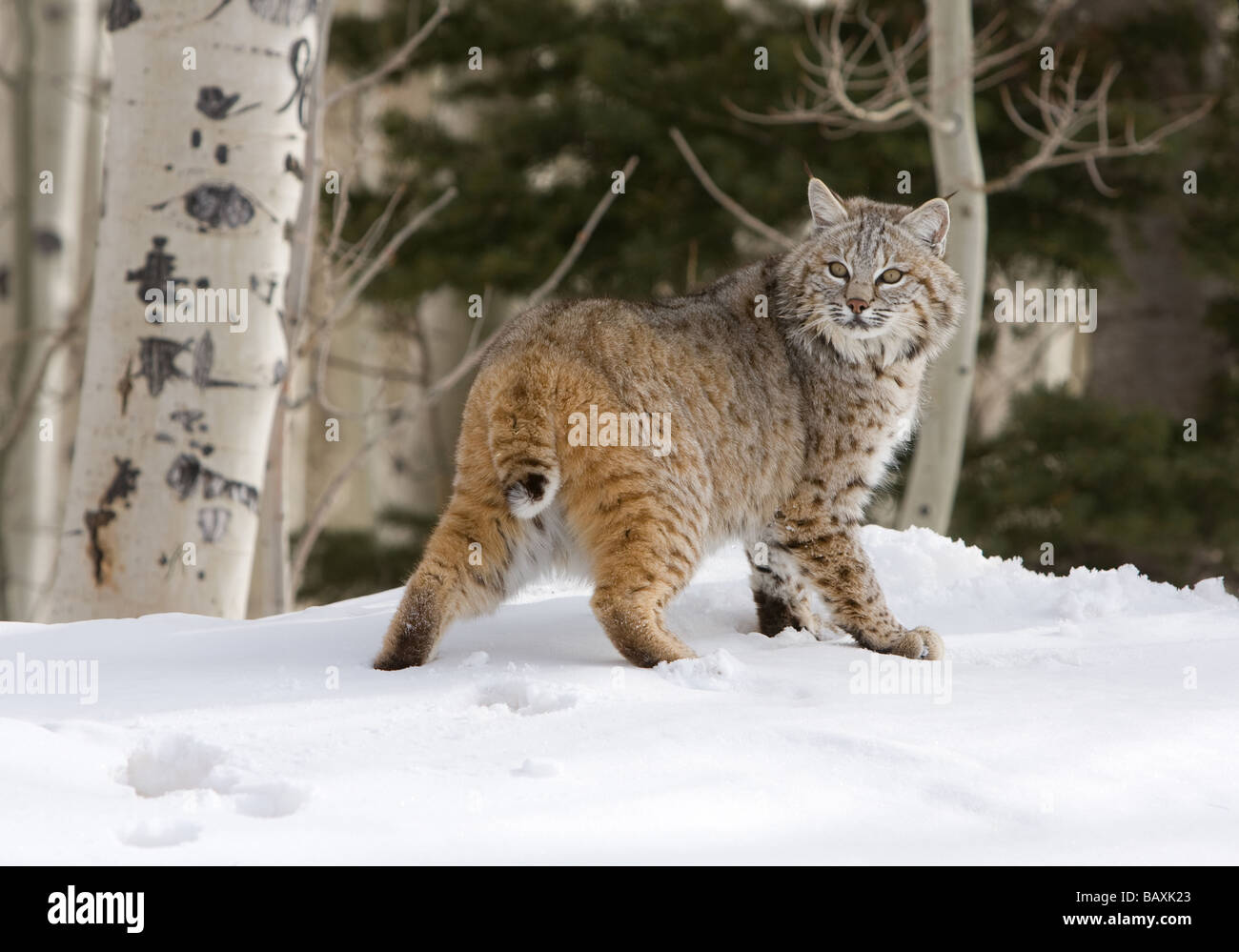 Bobcat, Lynx rufus Stock Photo - Alamy
