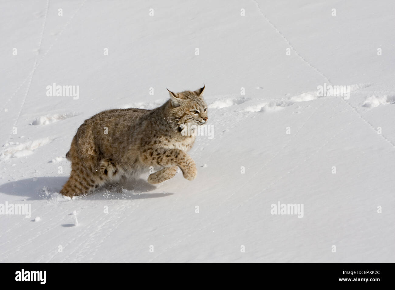 Bobcat, Lynx rufus, running in snow Stock Photo - Alamy