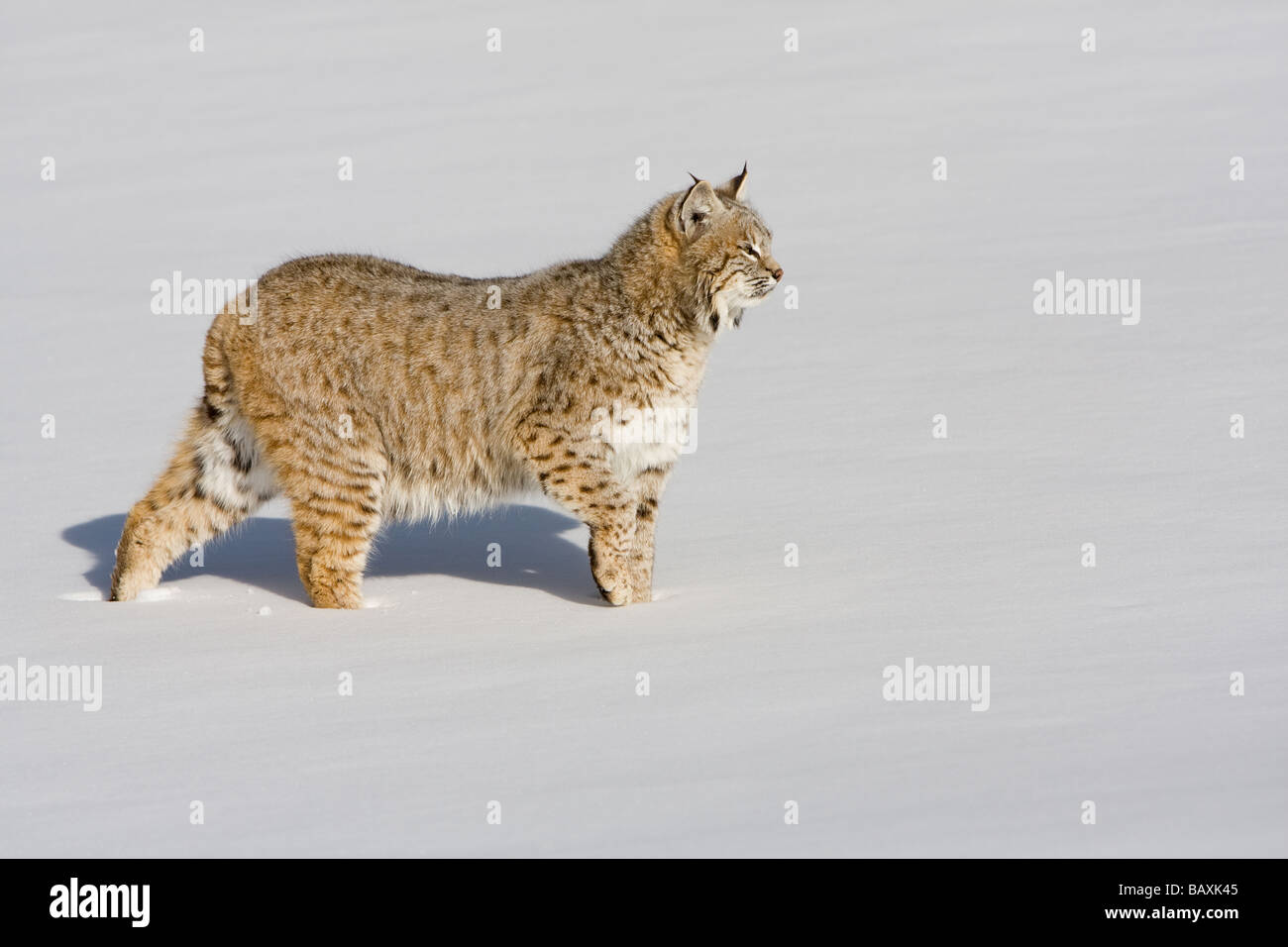 Bobcat in snow Stock Photo - Alamy