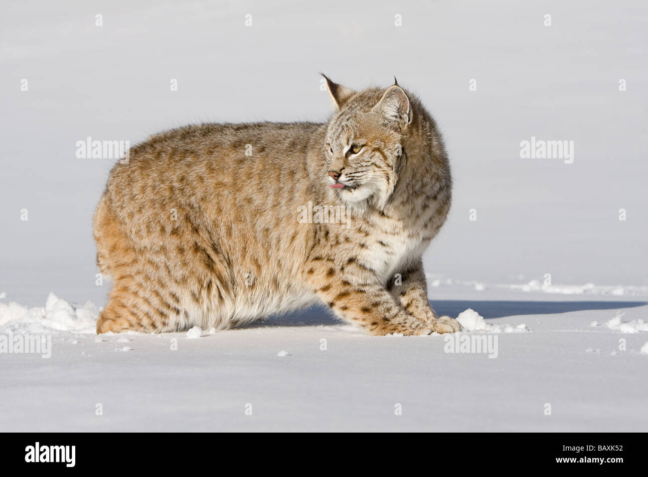Bobcat in snow Stock Photo - Alamy