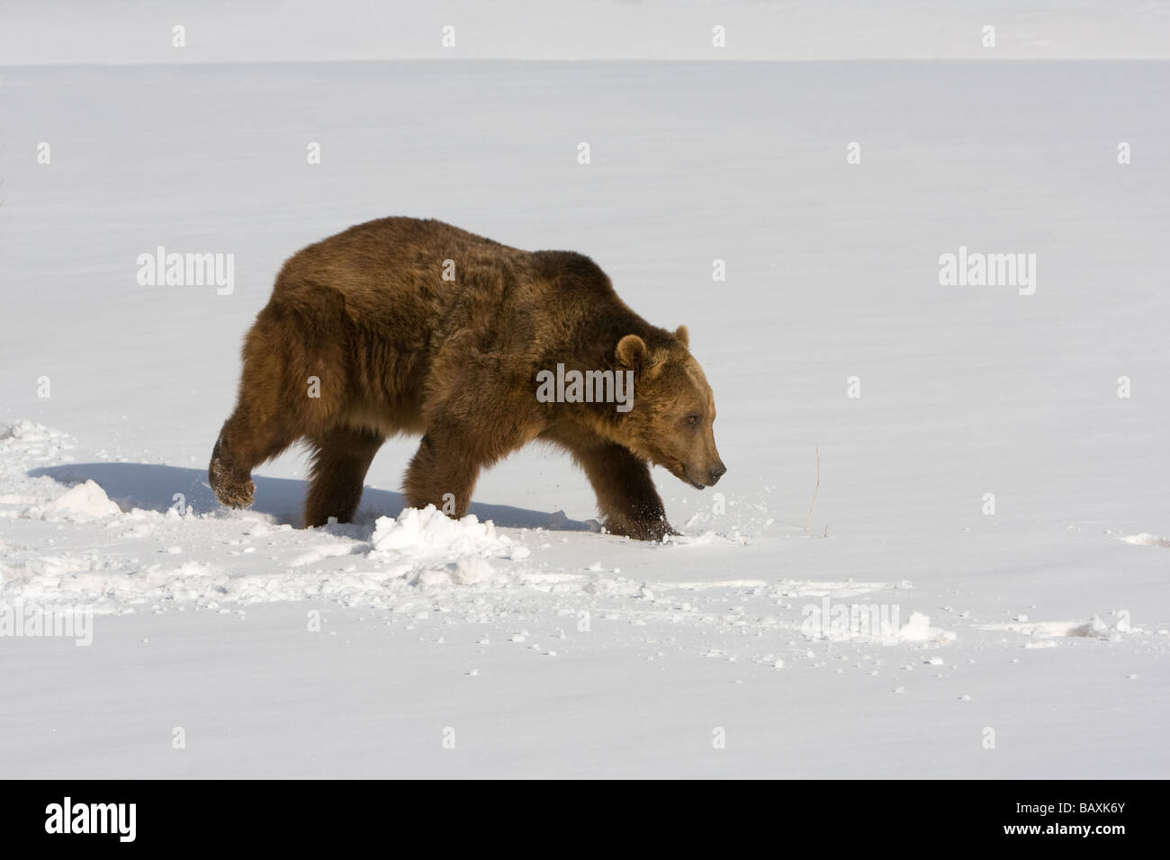 Grizzly bear running in snow Stock Photo - Alamy