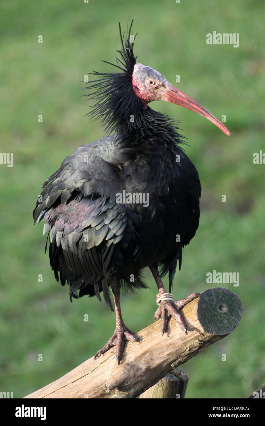 Blackbird with ruffled feathers hi-res stock photography and images - Alamy