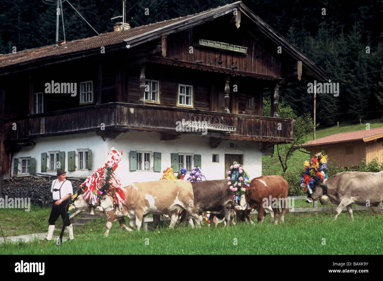 Cows returning from the Alp, Oberland, Bavaria, Germany Stock Photo - Alamy