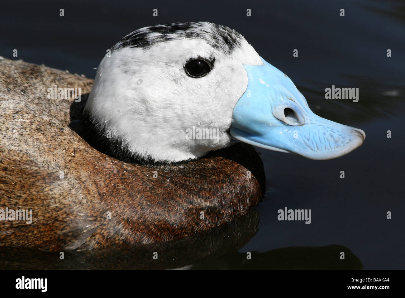 Red head duck High Resolution Stock Photography and Images - Alamy