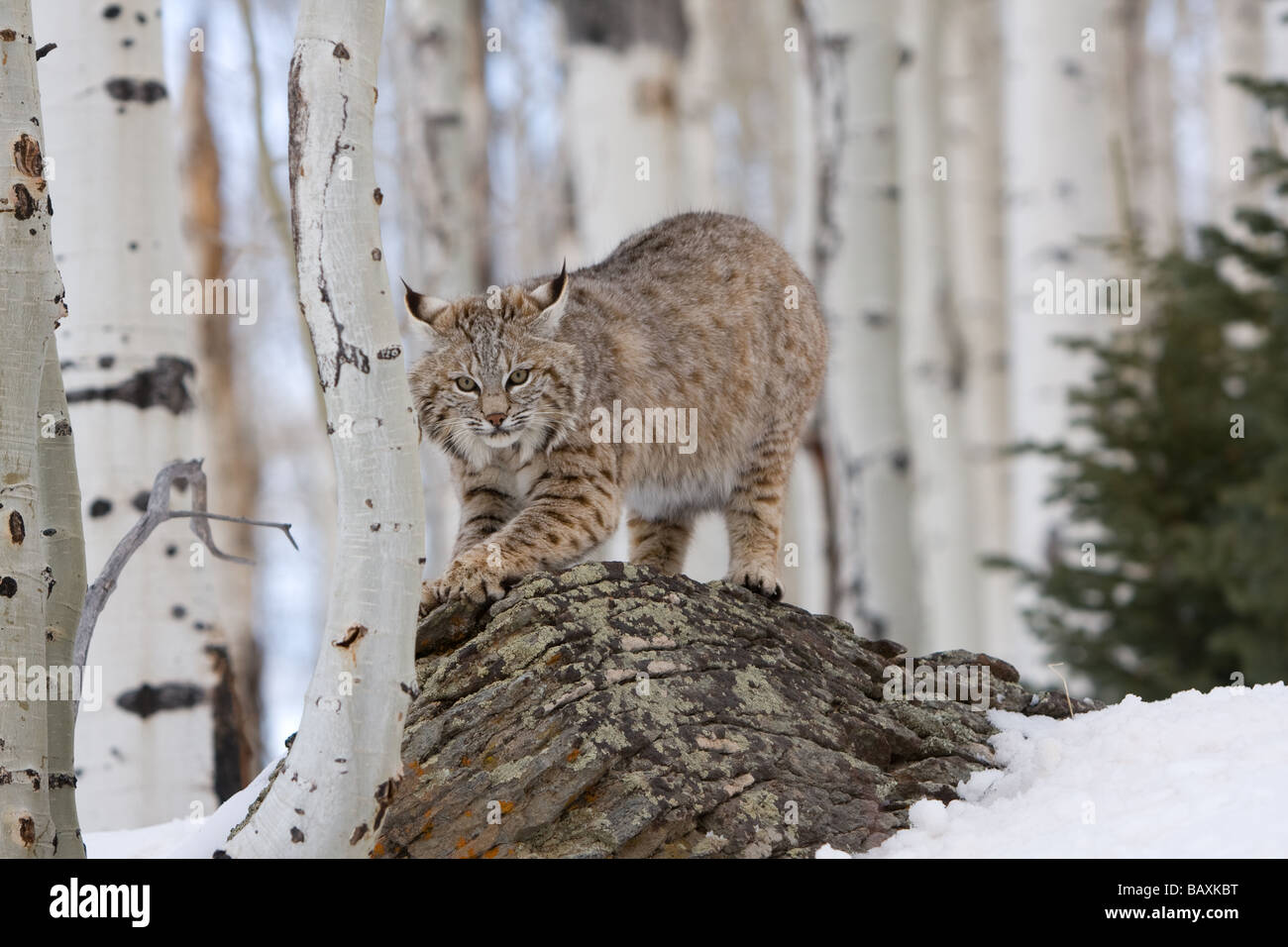 Bobcat scratching hi-res stock photography and images - Alamy