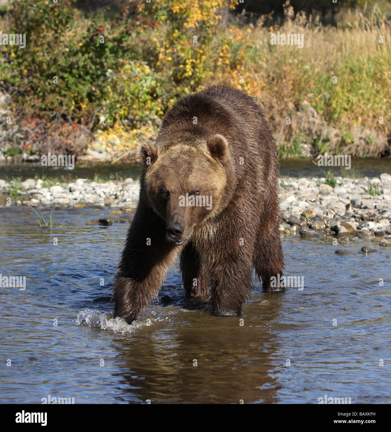 Grizzly bear wading across river Stock Photo - Alamy