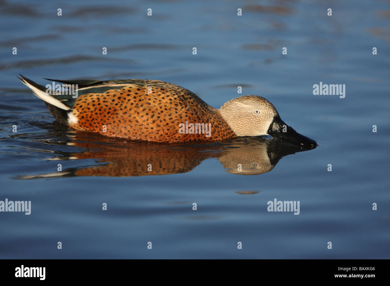 Argentine red shoveler, Anas platalea Stock Photo - Alamy