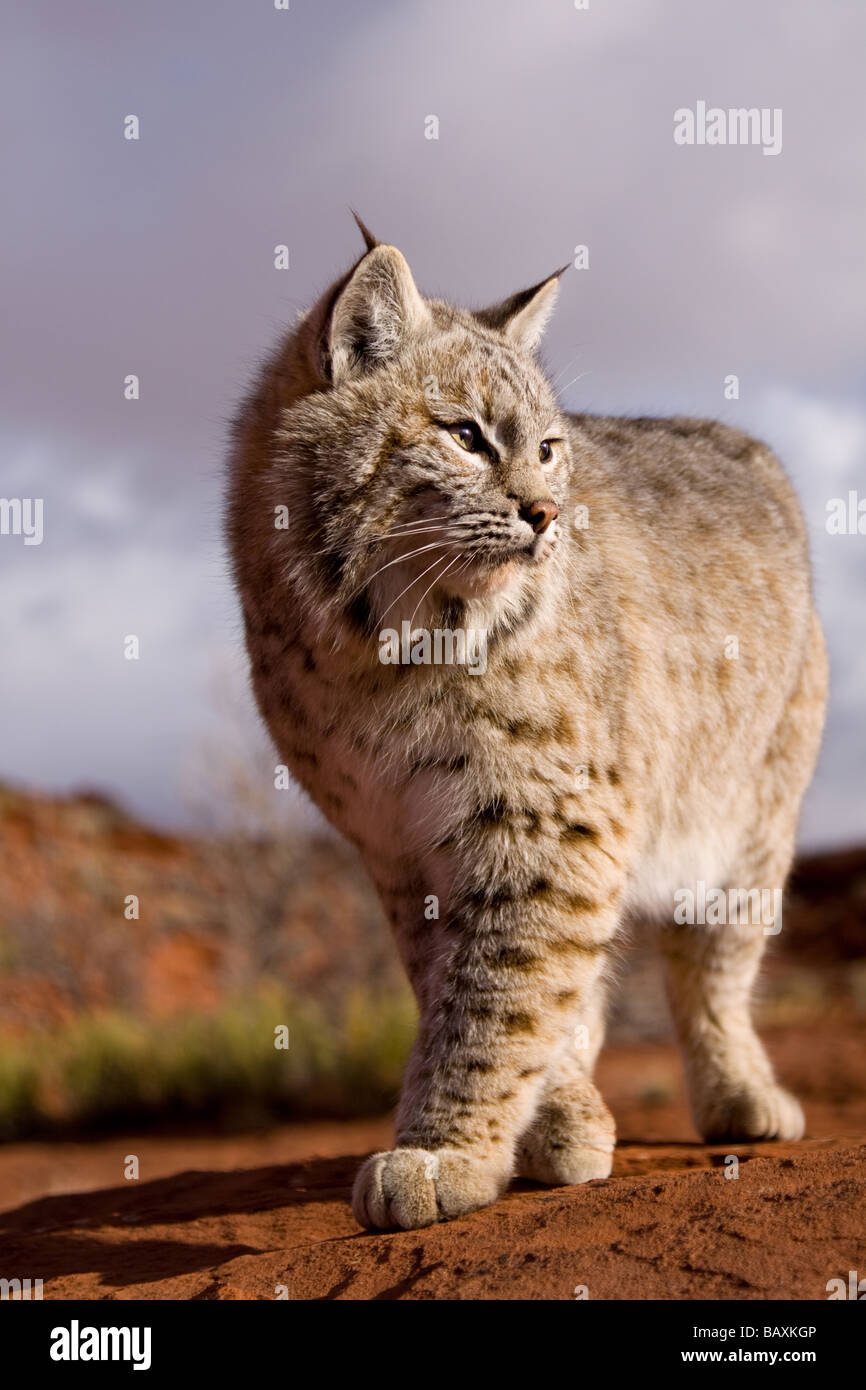 Bobcat, Lynx rufus Stock Photo - Alamy