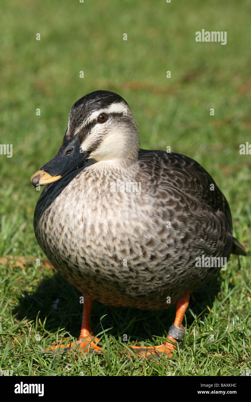 Asian Duck Species