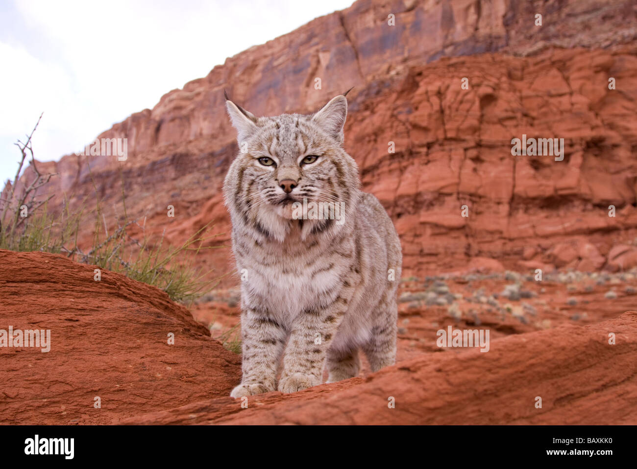 Bobcat, Lynx rufus Stock Photo - Alamy
