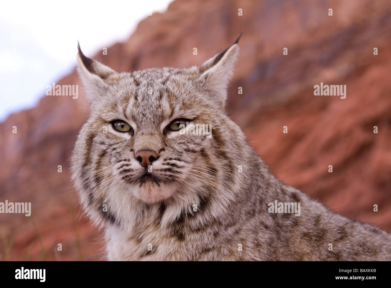 Bobcat, Lynx rufus Stock Photo - Alamy