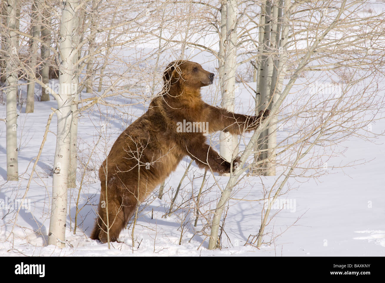 Grizzly bear pushing over aspen tree Stock Photo - Alamy