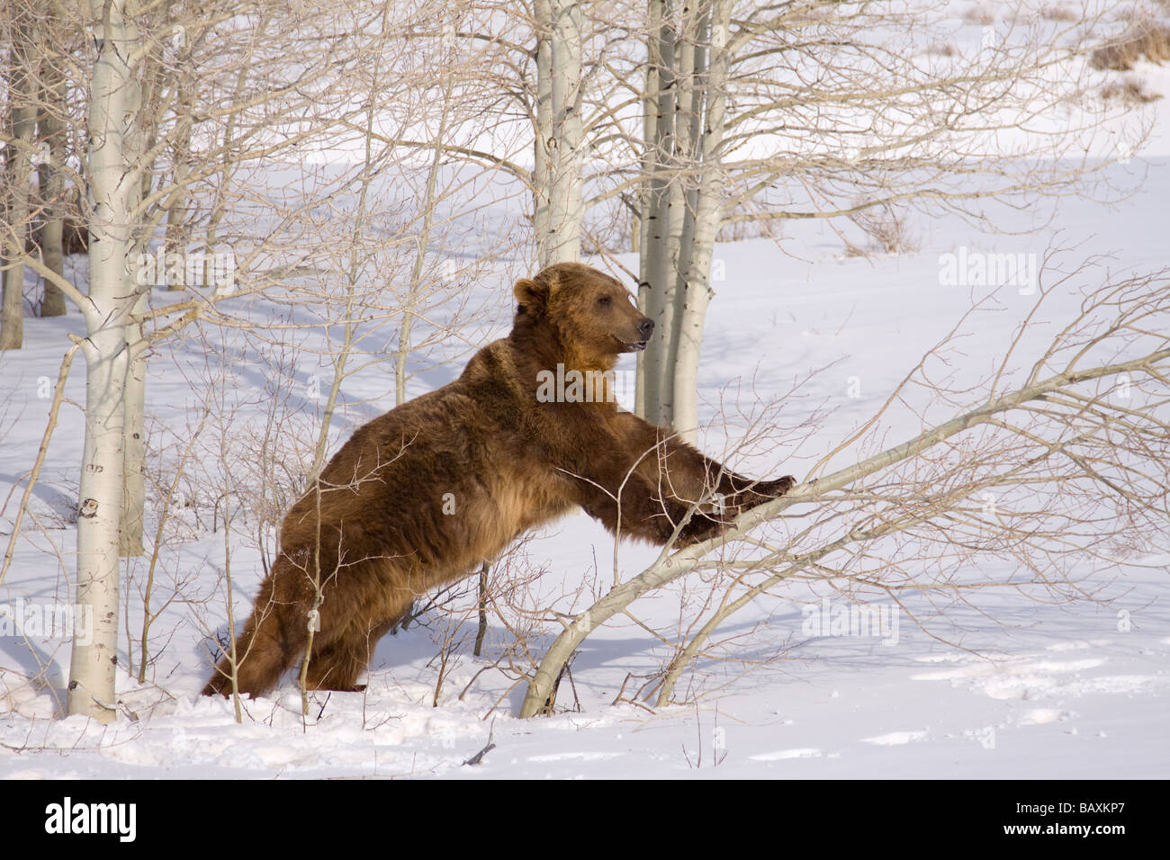 Grizzly bear pushing over aspen tree Stock Photo - Alamy