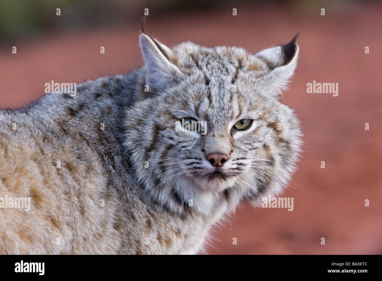 Bobcat, Lynx rufus Stock Photo - Alamy