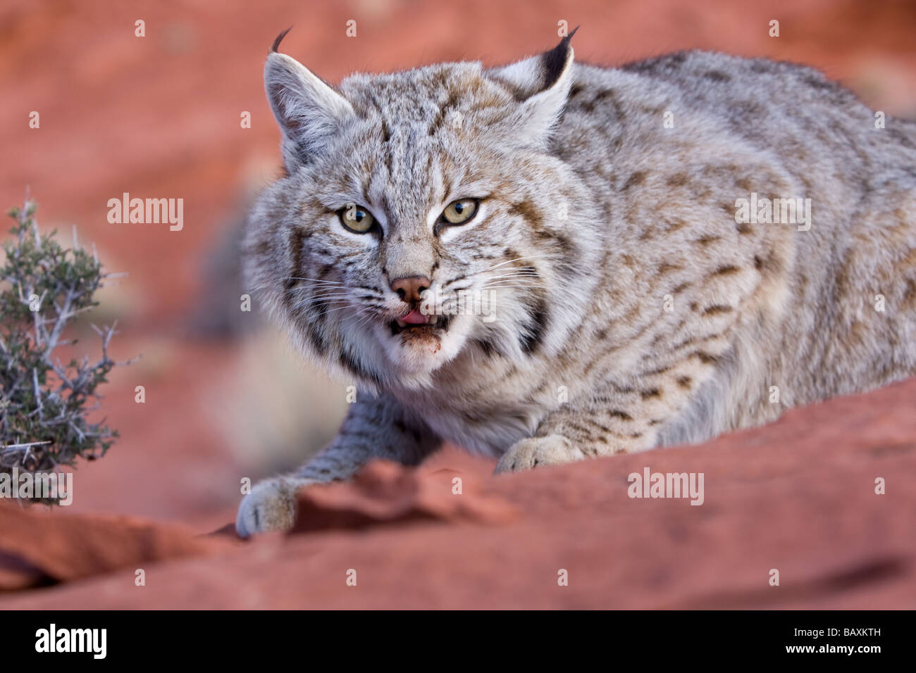 Bobcat, Lynx rufus Stock Photo - Alamy